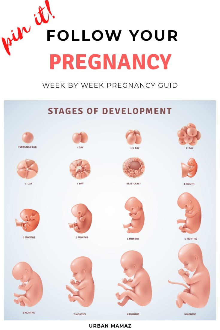 Pregnancy Week By Week Guide Pregnancy Stages Urban Mamaz