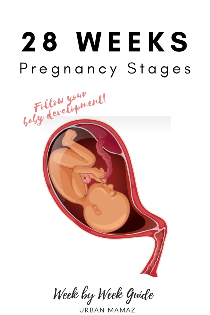 28 WEEKS PREGNANT - Urban Mamaz