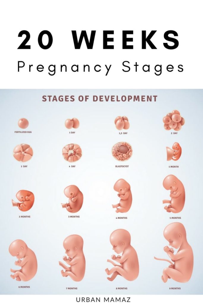20 WEEKS PREGNANT Urban Mamaz