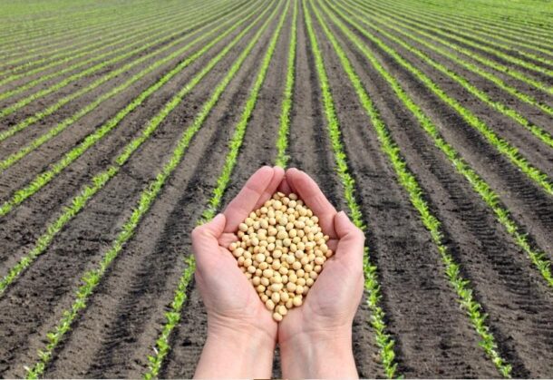 The Shocking Truth About GMO Soybeans You’ve Probably Never Heard ...
